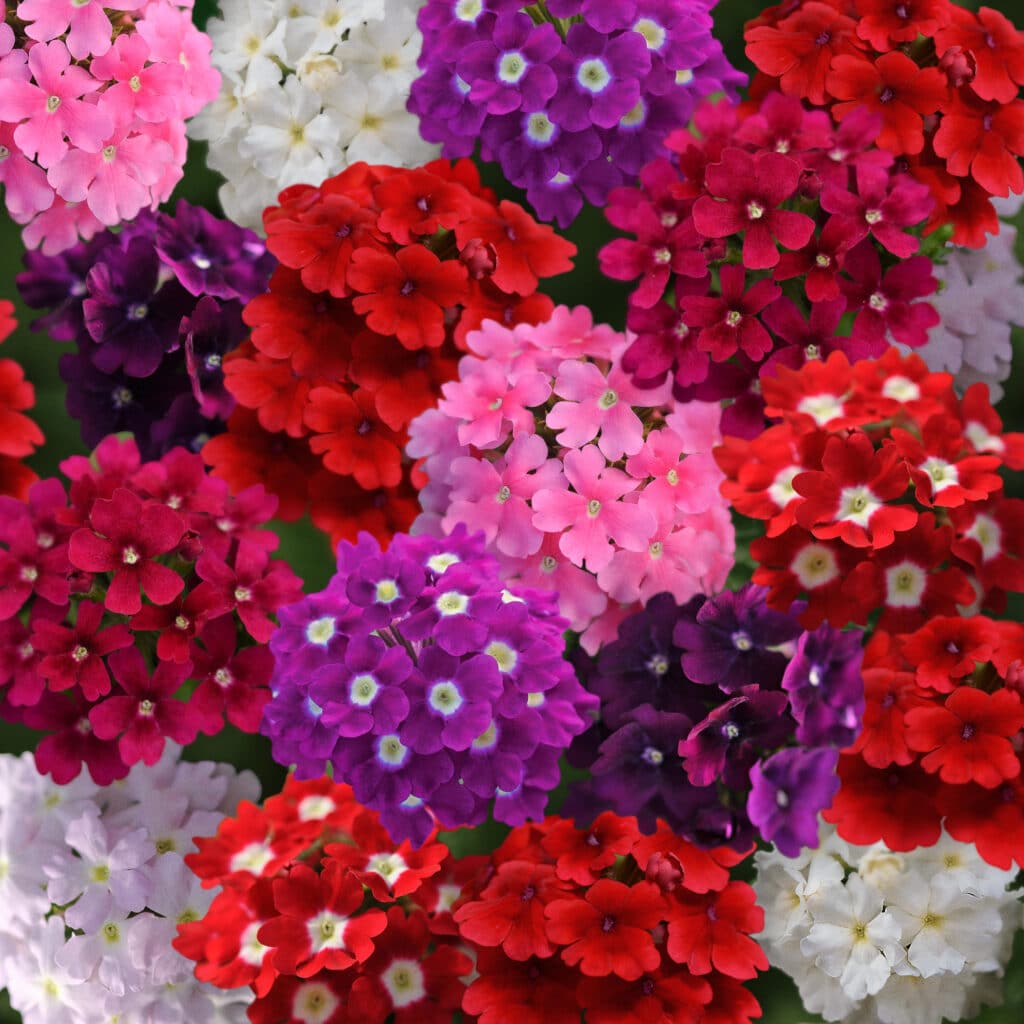 Verbena hybrida Quartz XP mixture - Easyseed