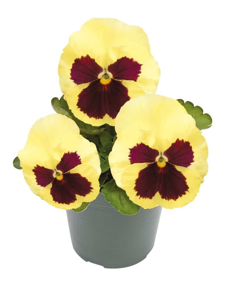 Viola wittrockiana F₁ Inspire® Plus Lemon Blotch - Easyseed