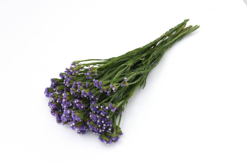 Limonium (Statice) sinuatum QIS® Pale Blue - Easyseed