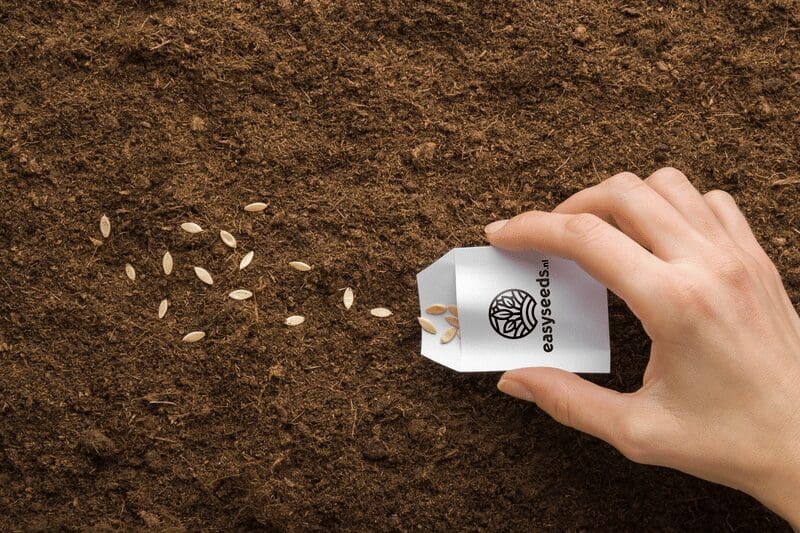 Your shortcut to quality seeds - Easyseeds