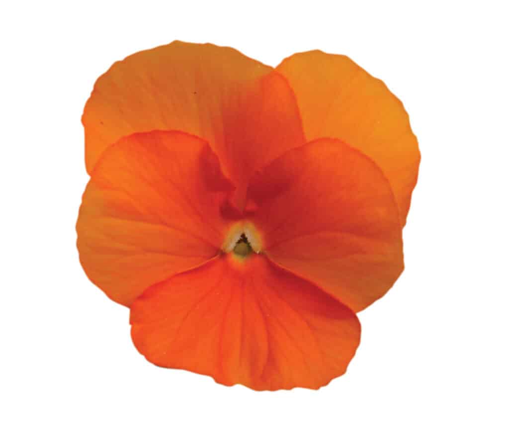 Viola cornuta F1 Sorbet® XP Deep Orange - Easyseed