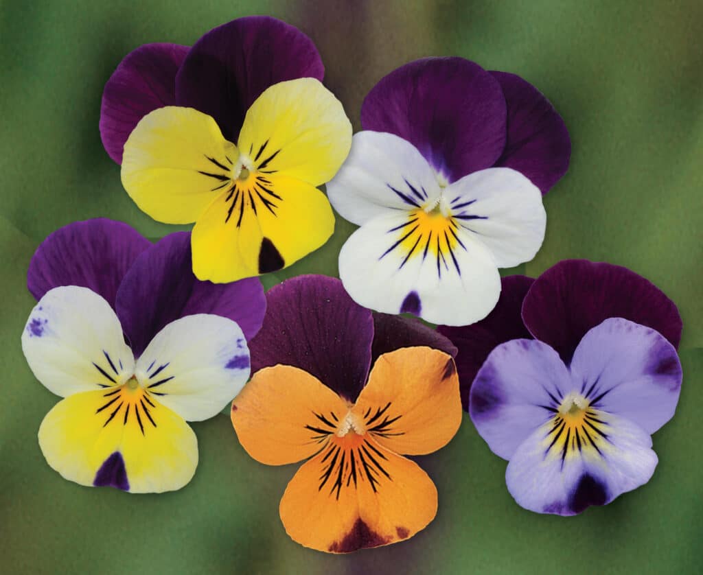 Viola cornuta F1 Sorbet® XP Jump Up mixture - Easyseed