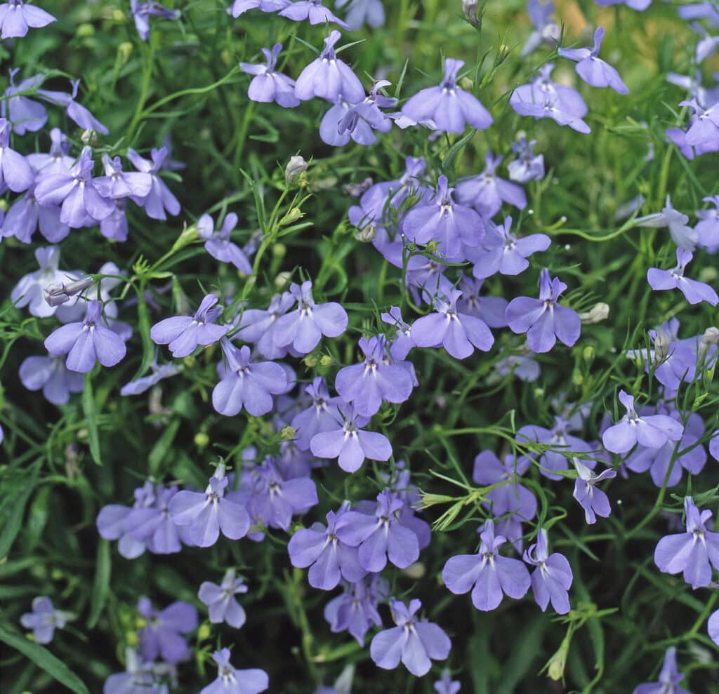 Lobelia erinus pendula Blue Cascade - Easyseed