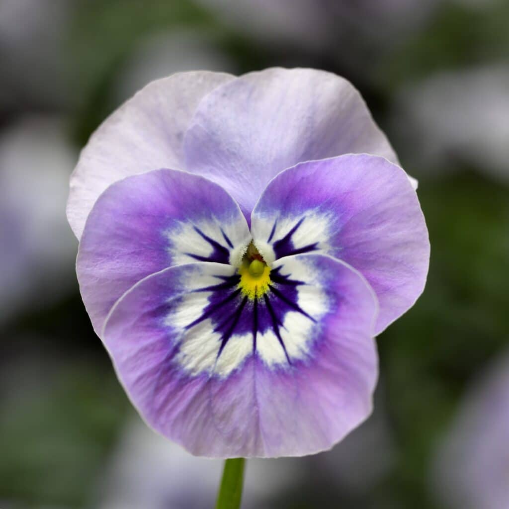 Viola cornuta F1 Penny Marina - Easyseed