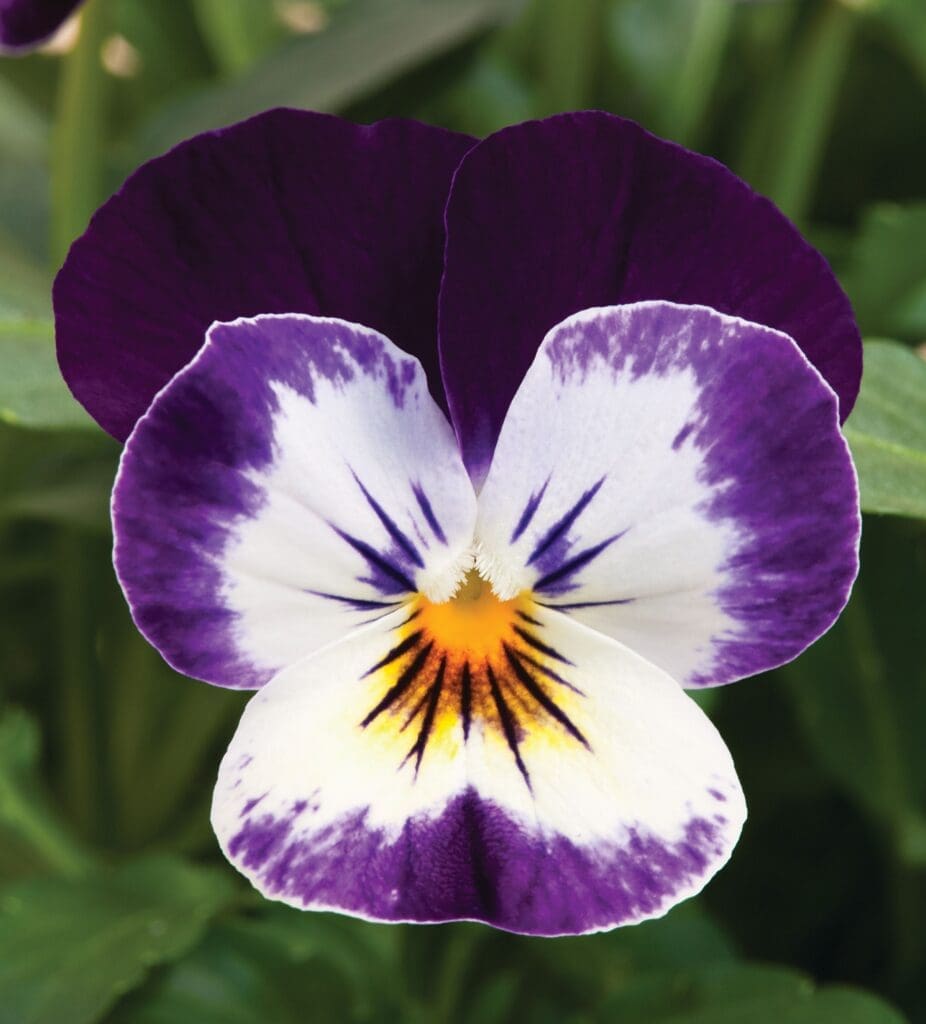 Viola cornuta F1 Penny Mickey - Easyseed