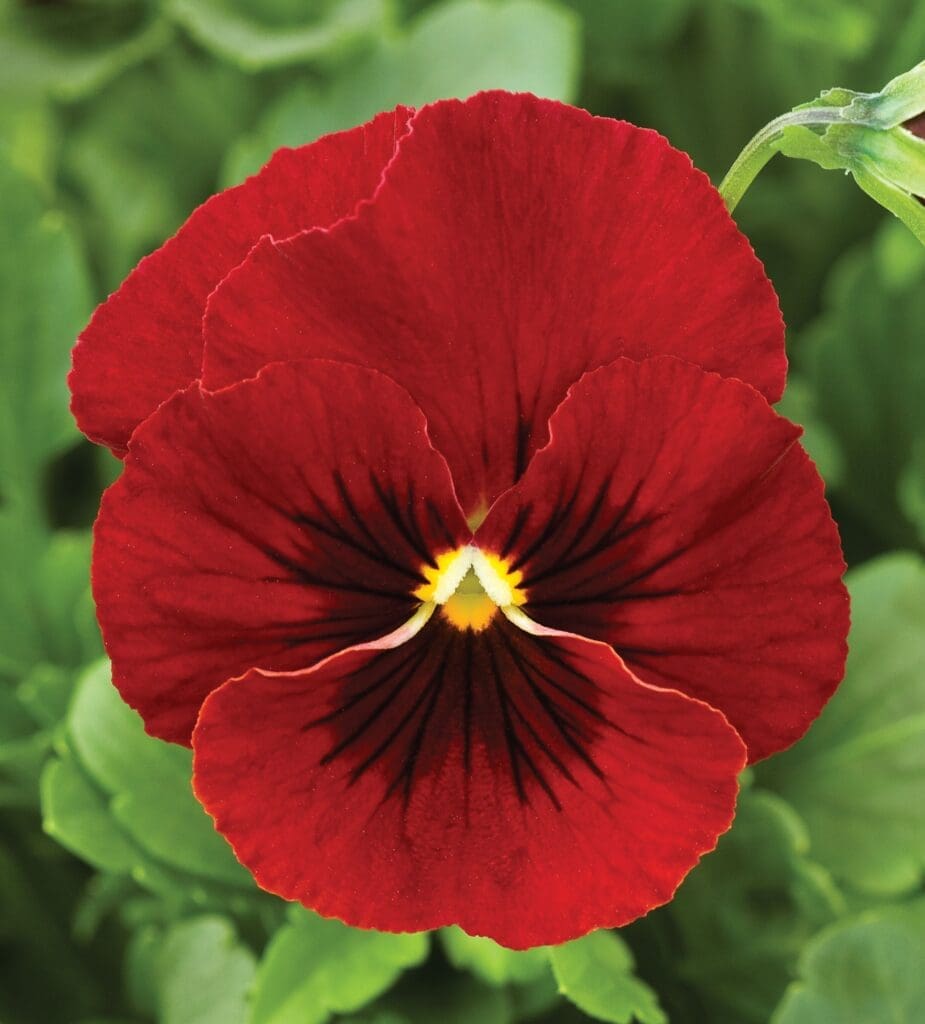 Viola cornuta F1 Penny Red Blotch - Easyseed