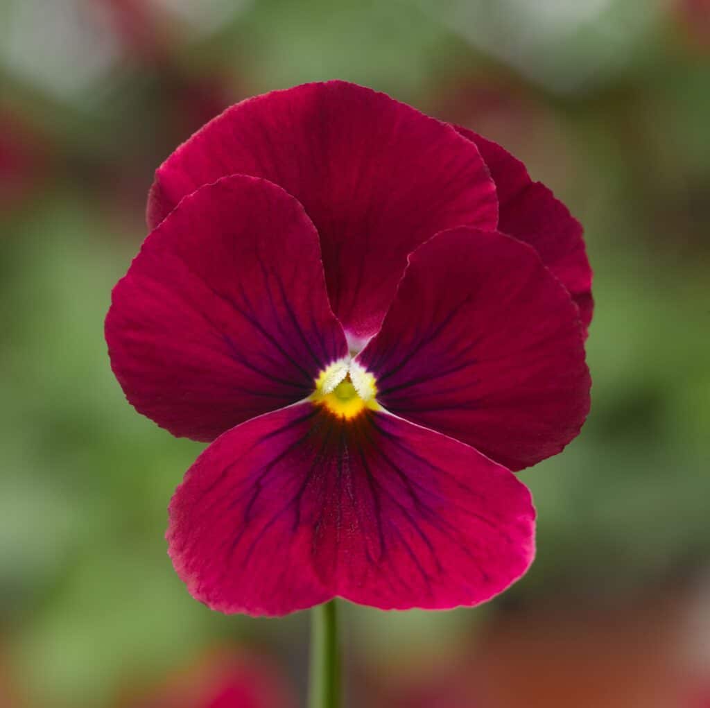 Viola cornuta F1 Penny Rose Blotch - Easyseed