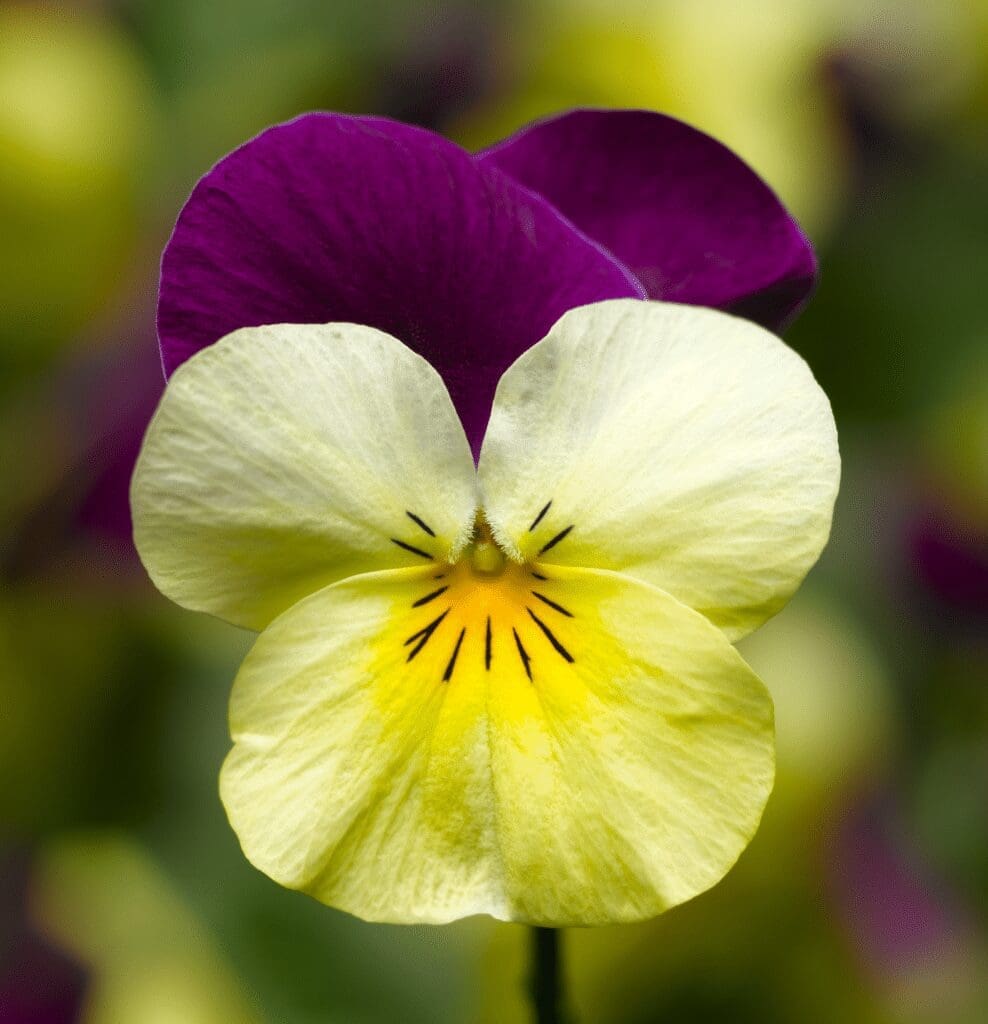 Viola cornuta F1 Penny Yellow Jump Up - Easyseed
