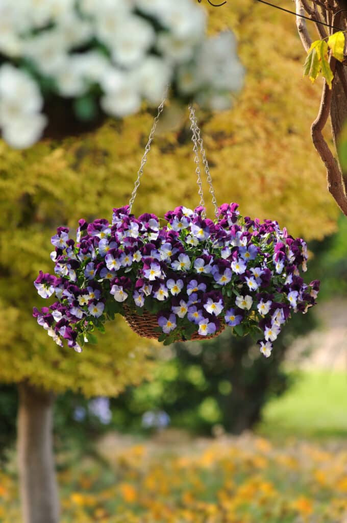 Viola wittrockiana F₁ Cool Wave® Violet Wing - Easyseed