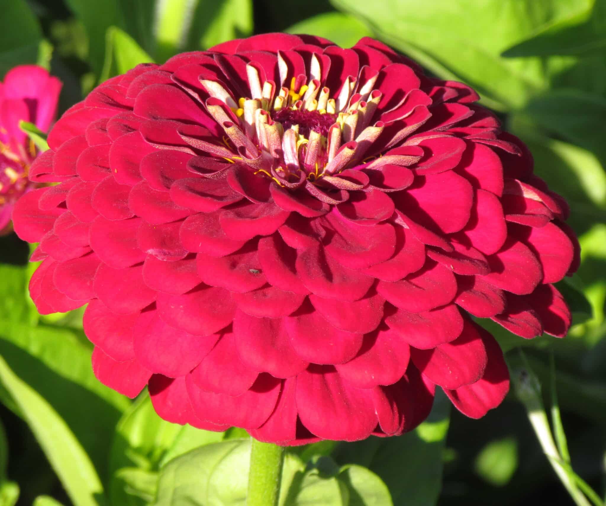 Zinnia elegans dahliaflowered Meteor - Easyseed